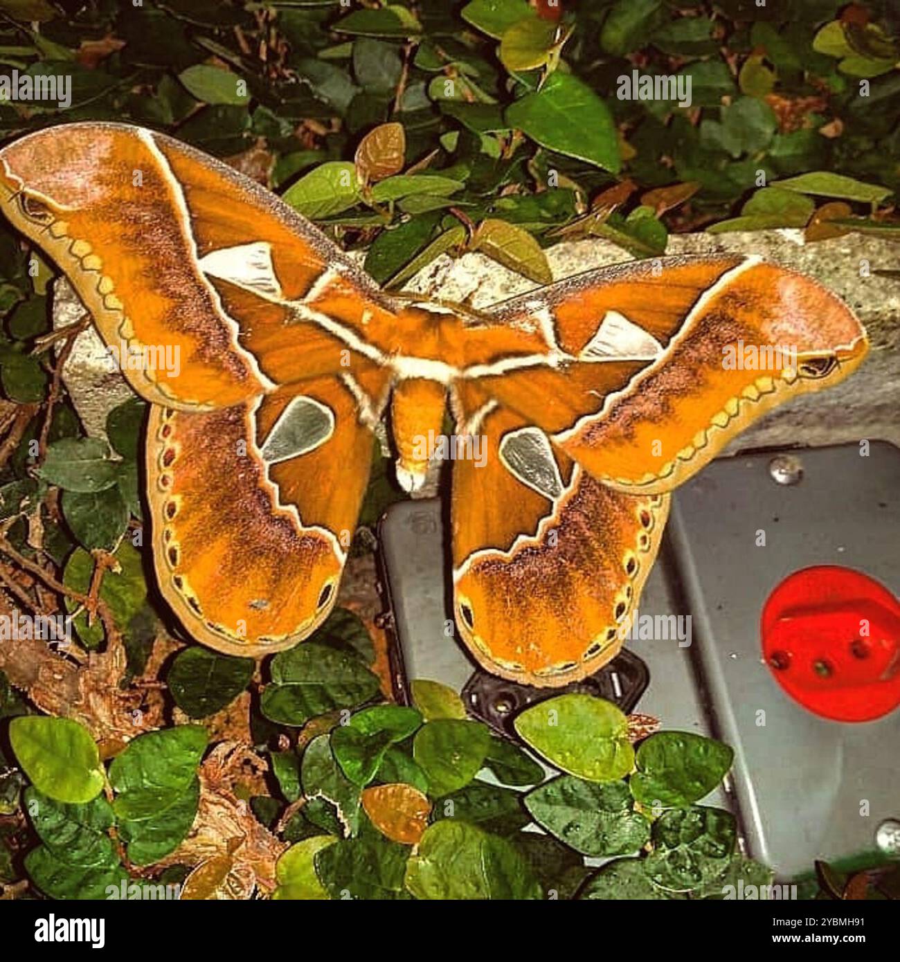 (Rothschildia lutea) Insecta Stock Photo - Alamy