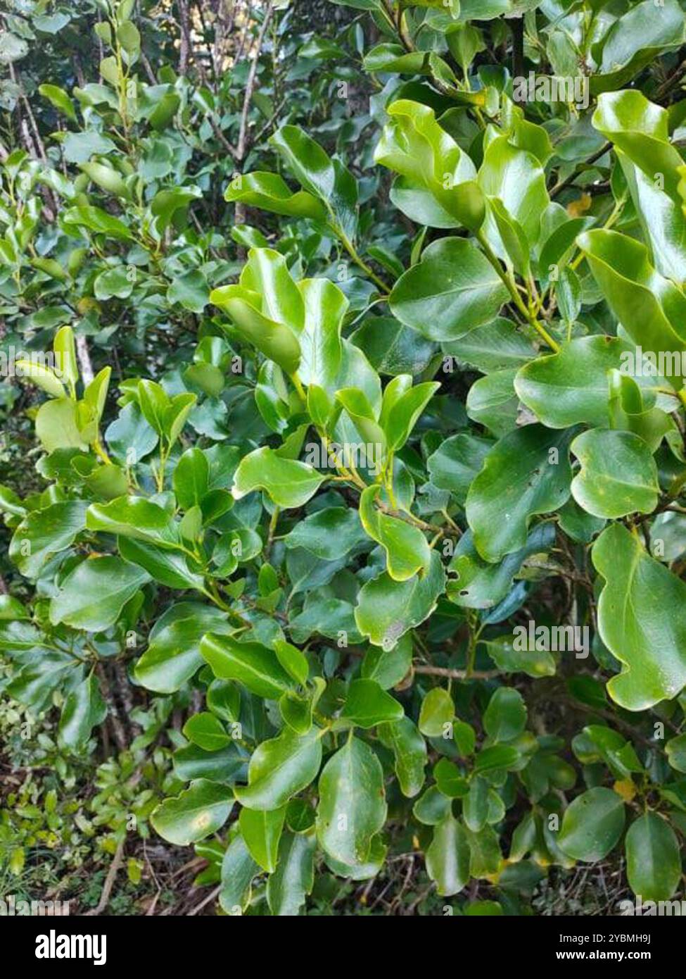 New Zealand Broadleaf (Griselinia littoralis) Plantae Stock Photo - Alamy