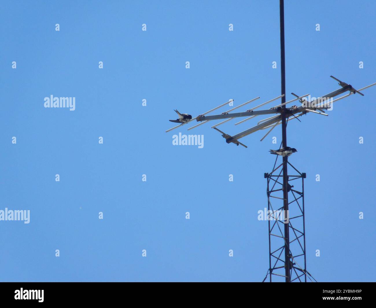 White-rumped Swallow (Tachycineta leucorrhoa) Aves Stock Photo - Alamy