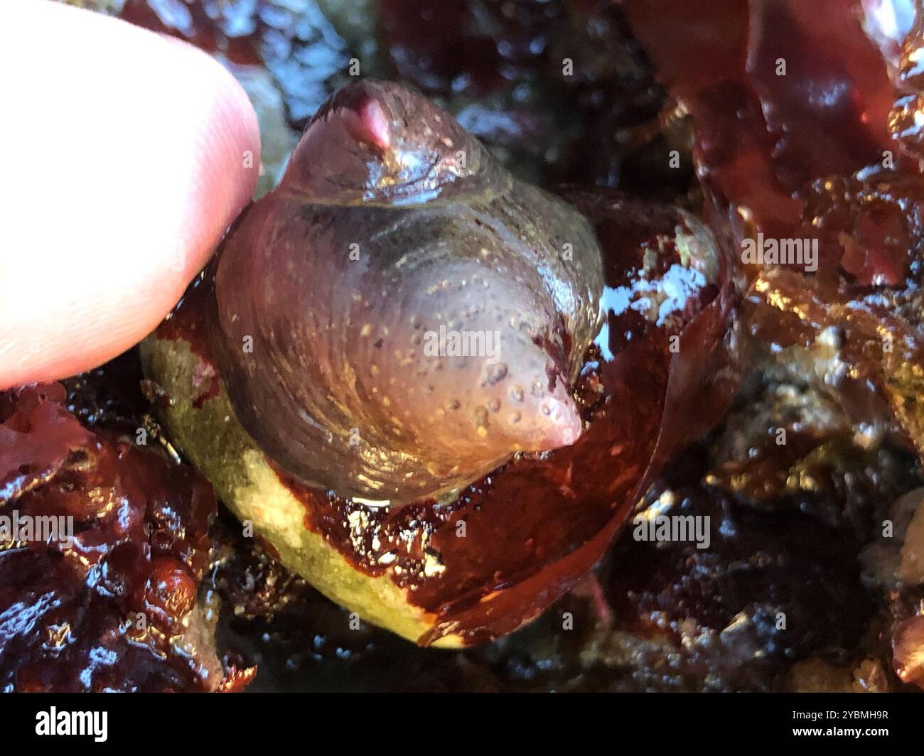 Hooked slippersnail hi-res stock photography and images - Alamy