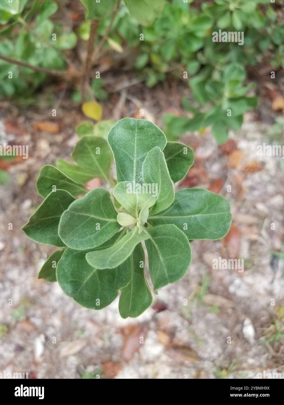 Garberia heterophylla hi-res stock photography and images - Alamy