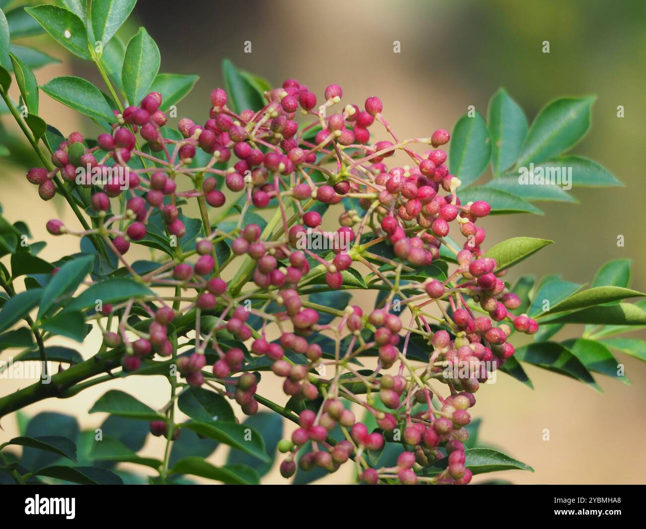 Chinese Wingleaf Prickly Ash (Zanthoxylum avicennae) Plantae Stock ...