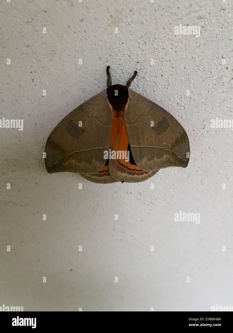 (Automeris illustris) Insecta Stock Photo - Alamy
