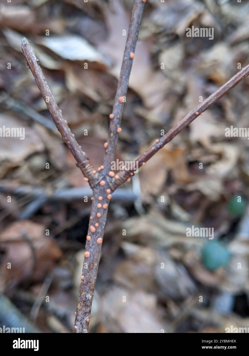 Coral Spot (Nectria cinnabarina) Fungi Stock Photo - Alamy