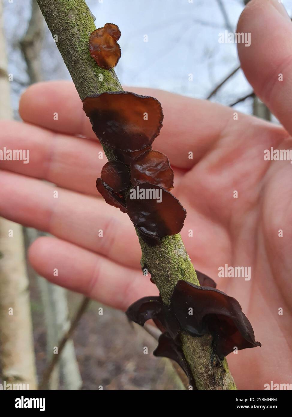 amber jelly fungus (Exidia recisa) Fungi Stock Photo - Alamy
