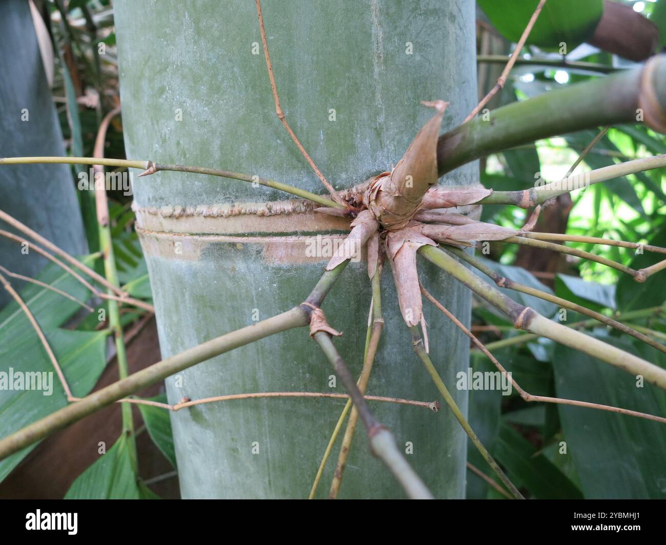 Giant Bamboo (Dendrocalamus giganteus) Plantae Stock Photo - Alamy