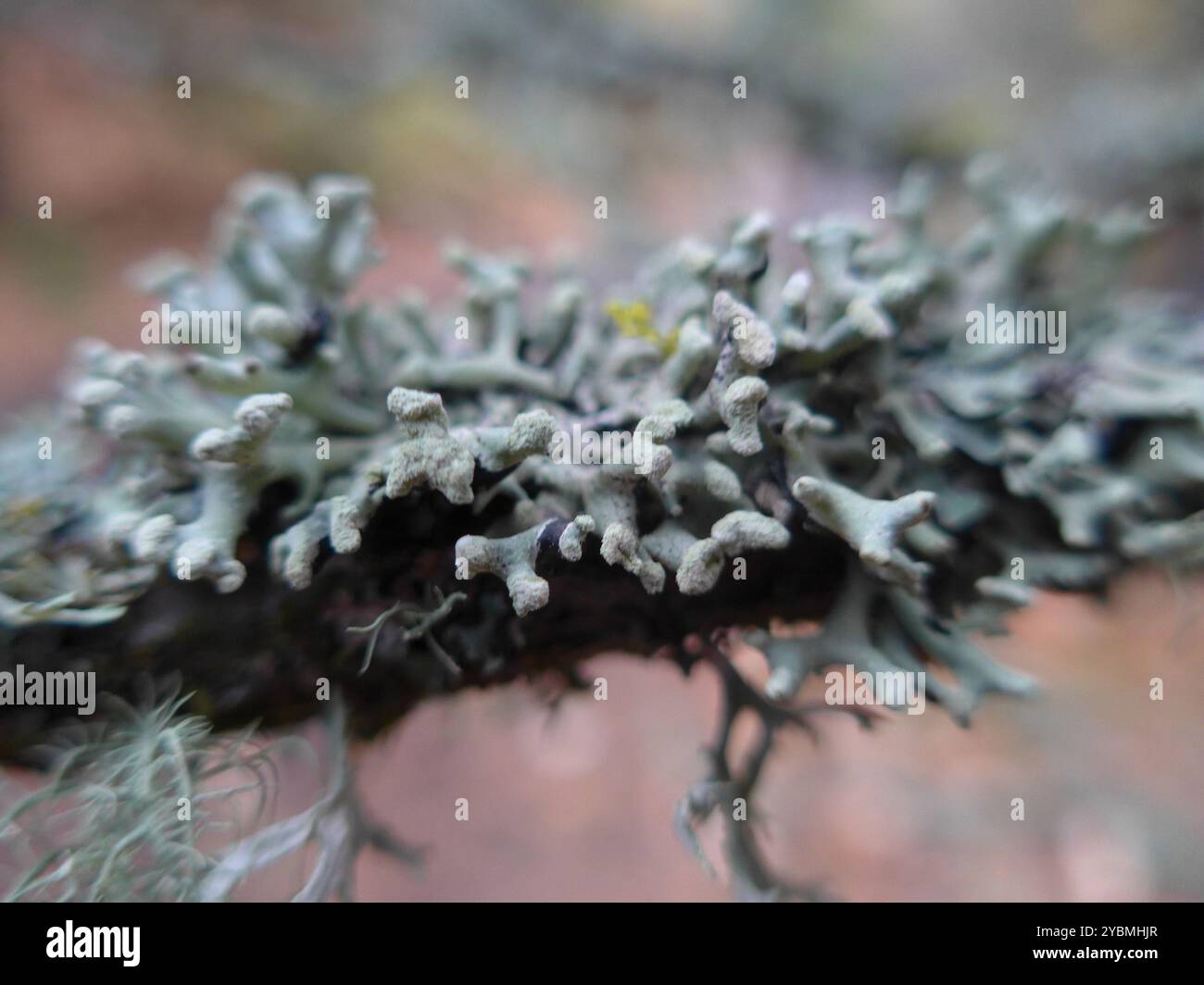 Powder-headed Tube Lichen (Hypogymnia tubulosa) Fungi Stock Photo - Alamy