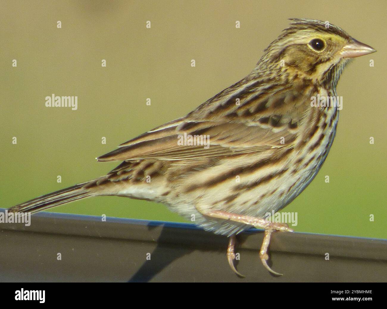 Savannah Sparrow (Passerculus sandwichensis) Aves Stock Photo - Alamy