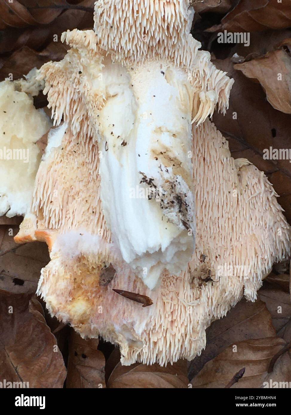 Wood Hedgehog (Hydnum repandum) Fungi Stock Photo - Alamy