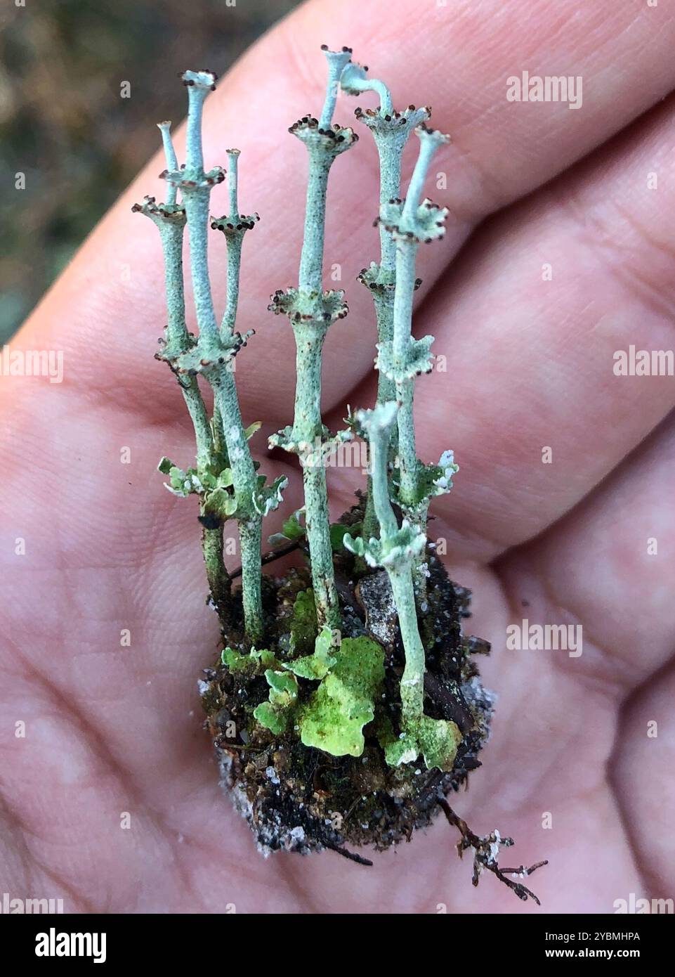 Ladder Lichen (Cladonia verticillata) Fungi Stock Photo - Alamy