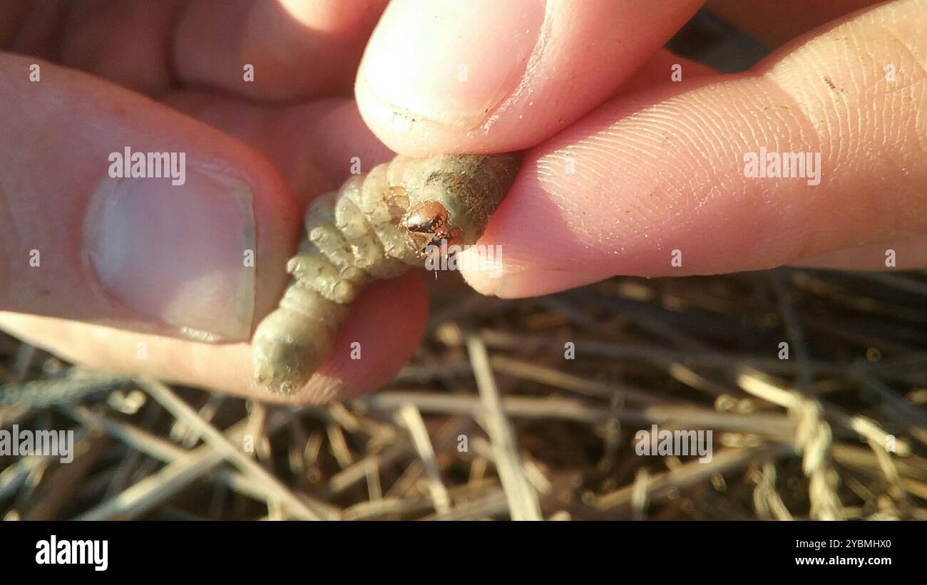 Cutworms and Dart Moths (Noctuinae) Insecta Stock Photo - Alamy