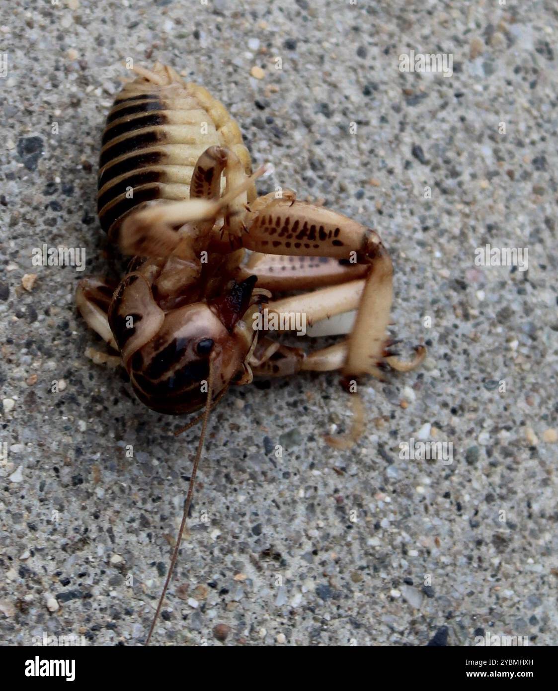 Pictured Jerusalem Cricket (Ammopelmatus pictus) Insecta Stock Photo ...