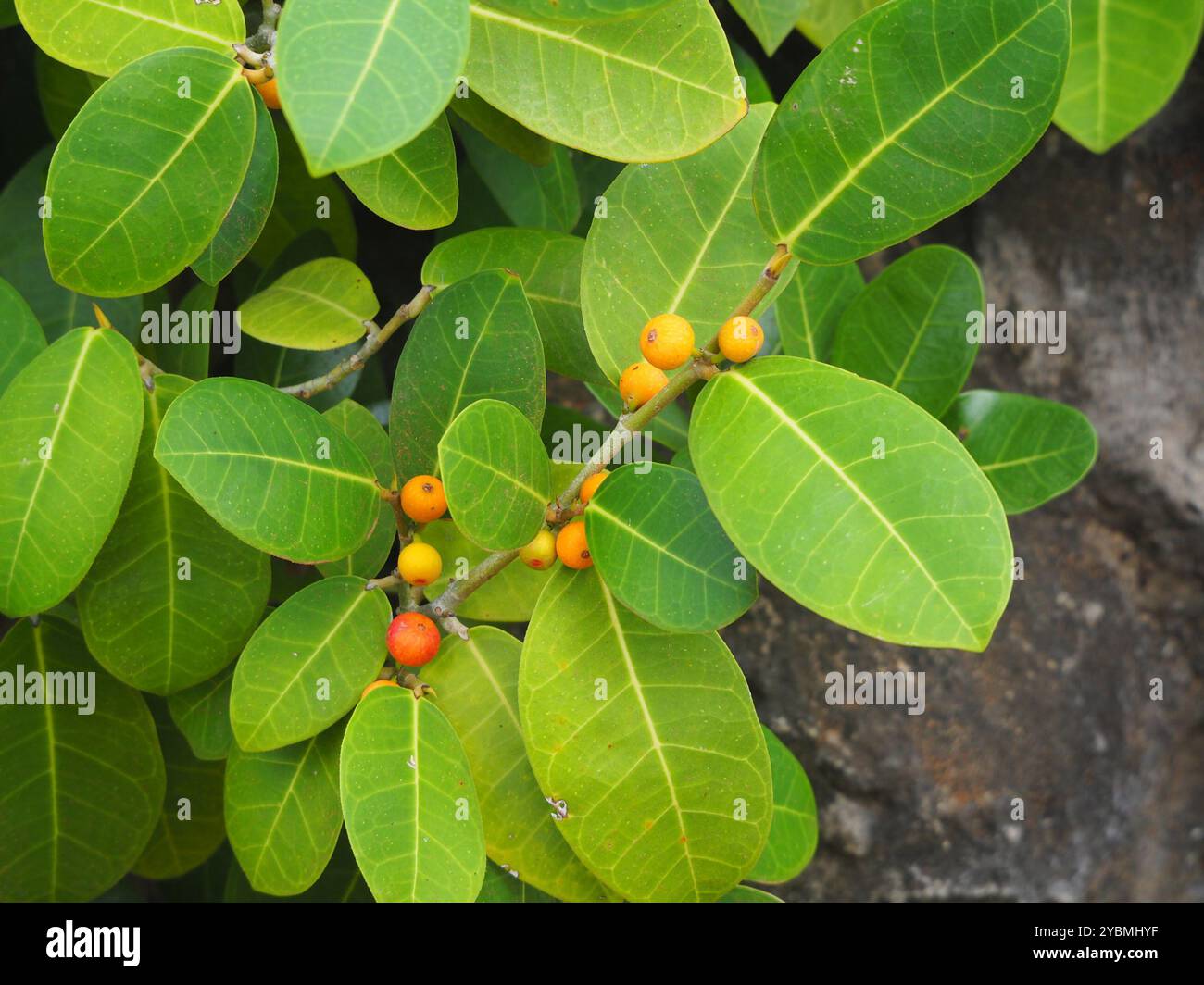 Dye fig (Ficus tinctoria) Plantae Stock Photo - Alamy