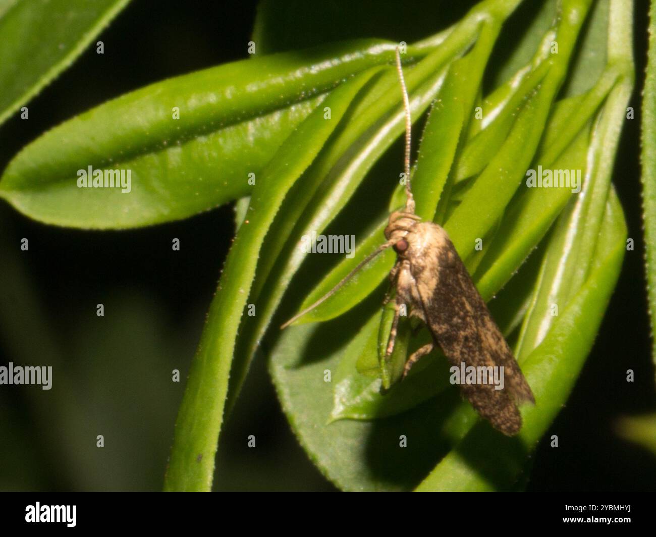 Curved-horn Moths (Gelechioidea) Insecta Stock Photo - Alamy