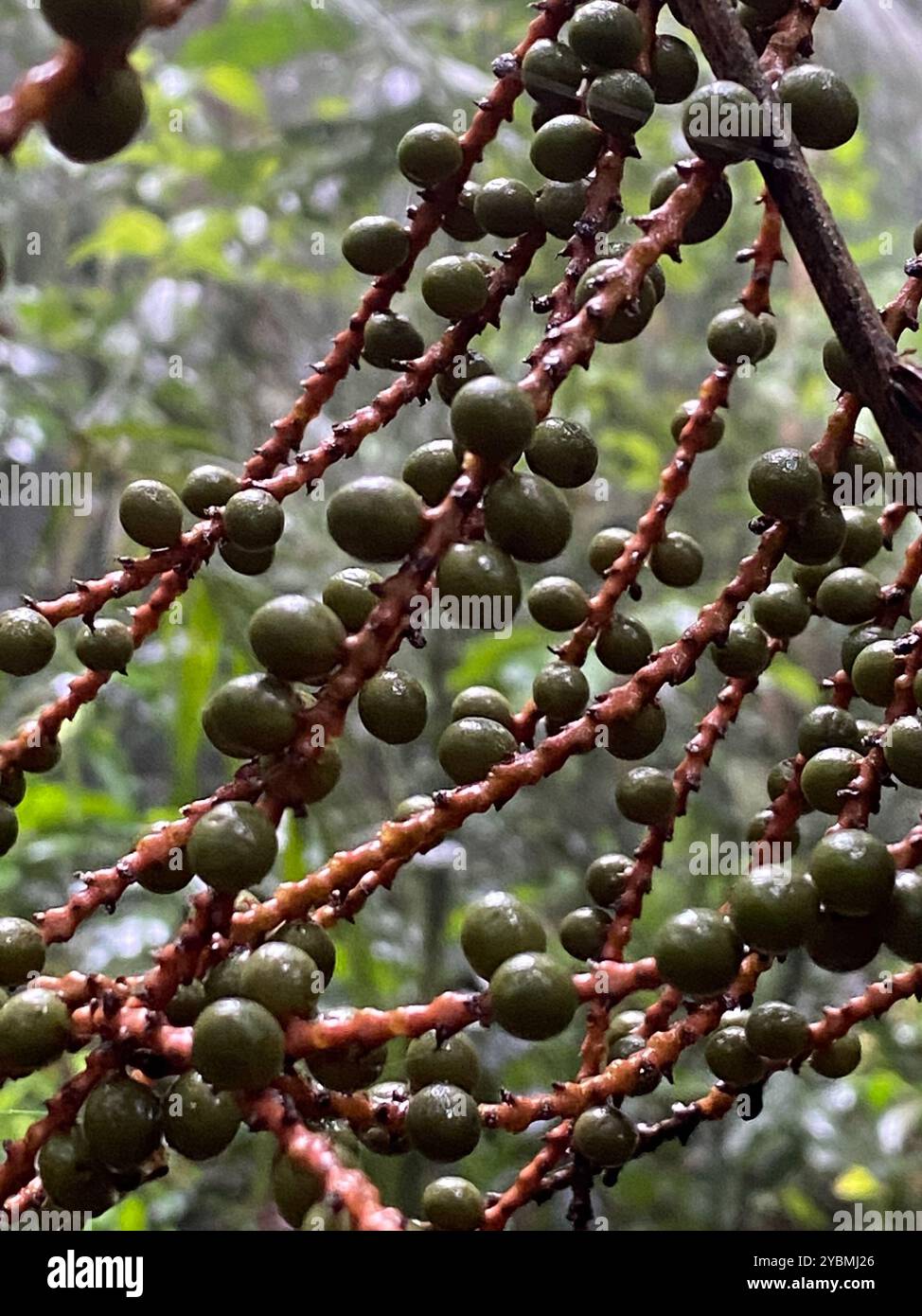 (Geonoma schottiana) Plantae Stock Photo - Alamy