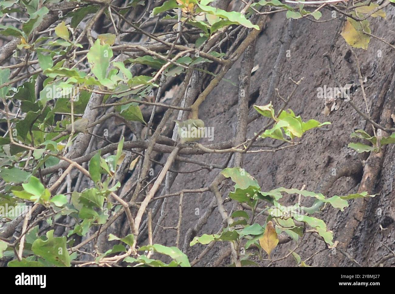 Tickell's Leaf Warbler (Phylloscopus affinis) Aves Stock Photo - Alamy