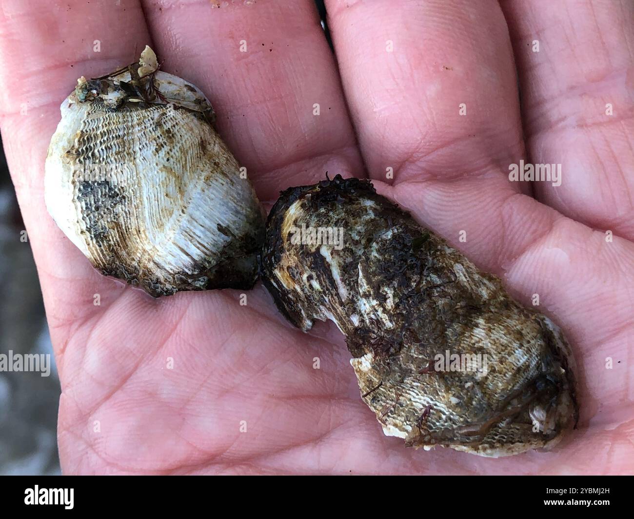 Piddocks and Angelwings (Pholadidae) Mollusca Stock Photo - Alamy