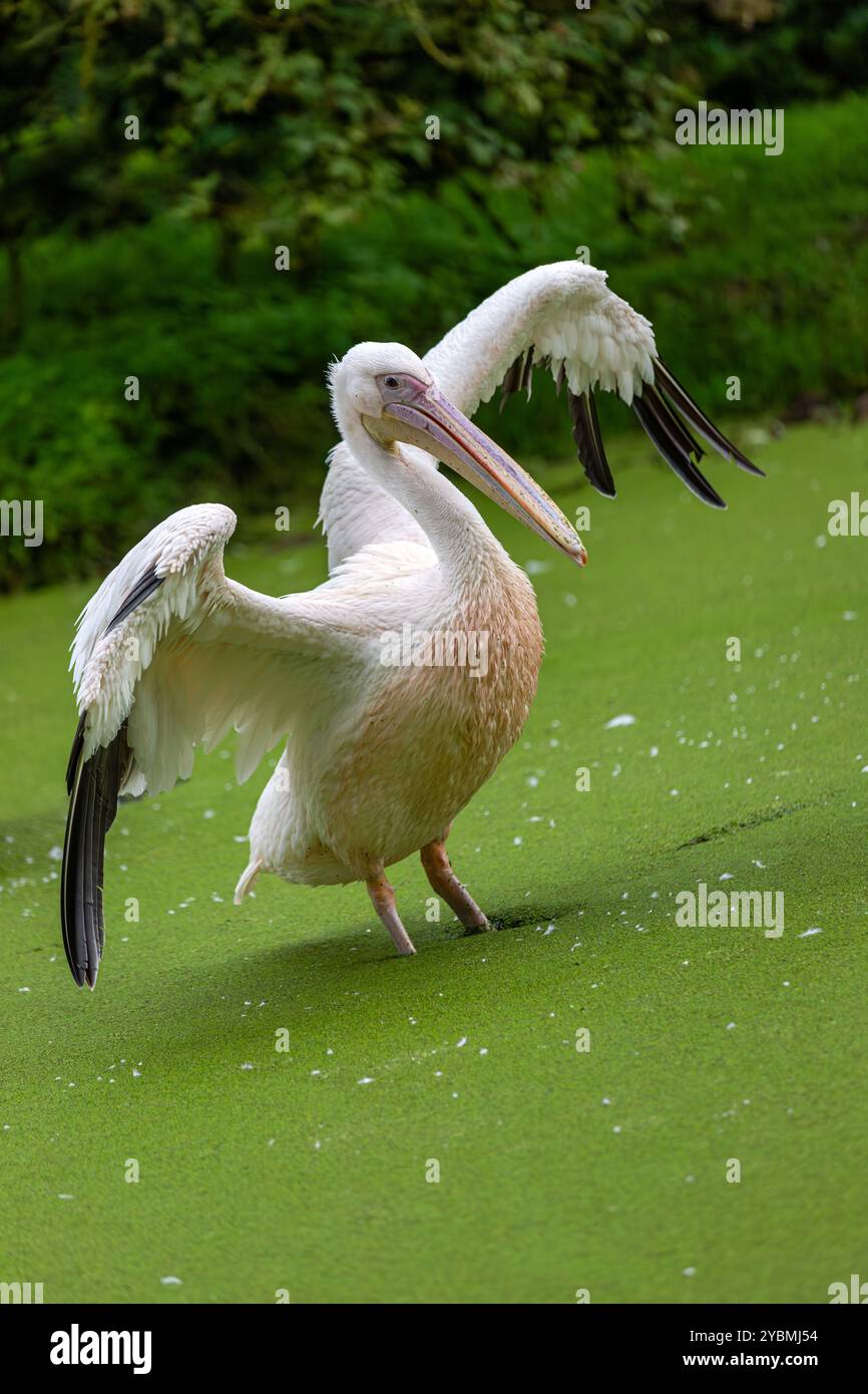 Full body of great white pelican with wide wings standing in the green ...