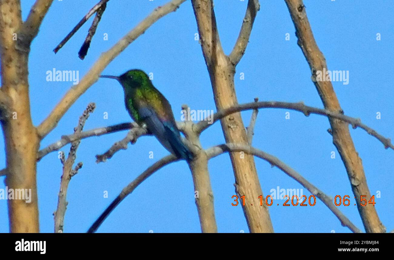 Blue vented hummingbird hi-res stock photography and images - Alamy