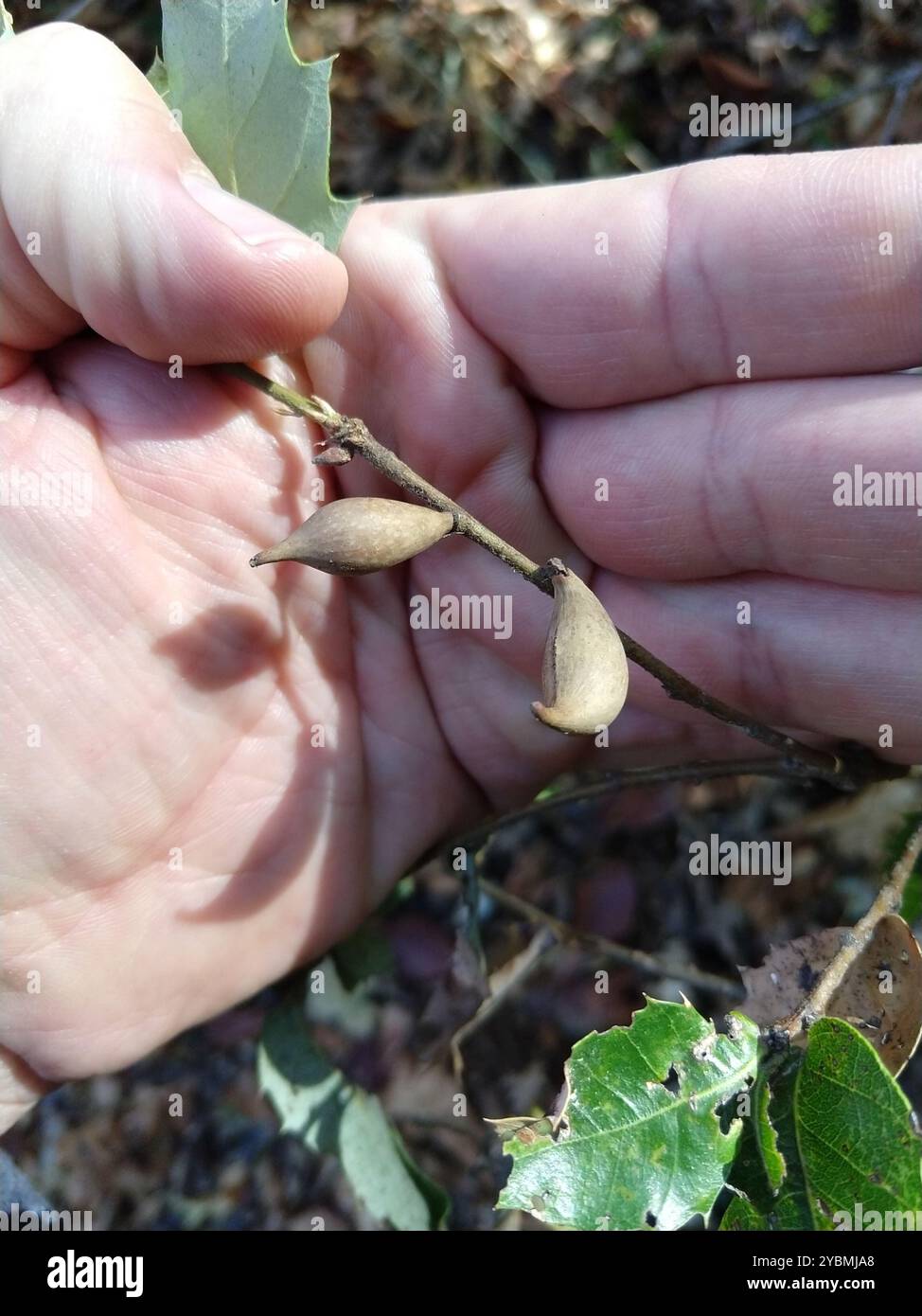 Beaked Spindle Gall Wasp (Heteroecus pacificus) Insecta Stock Photo - Alamy