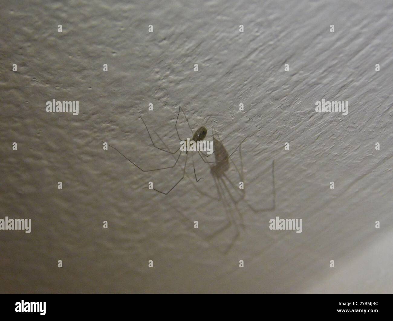 Long-bodied Cellar Spider (Pholcus phalangioides) Arachnida Stock Photo ...