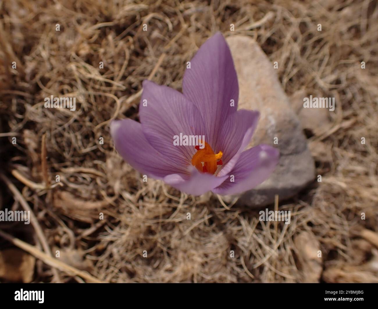Fall Crocus (Crocus pallasii) Plantae Stock Photo - Alamy