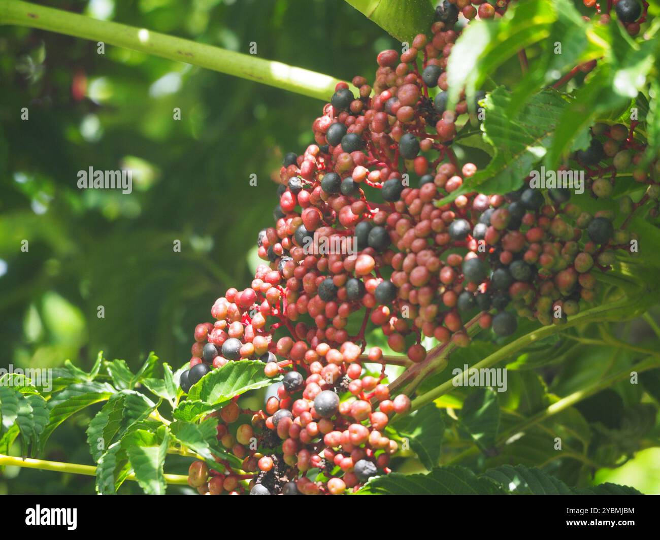 Manila Leea (Leea guineensis) Plantae Stock Photo - Alamy