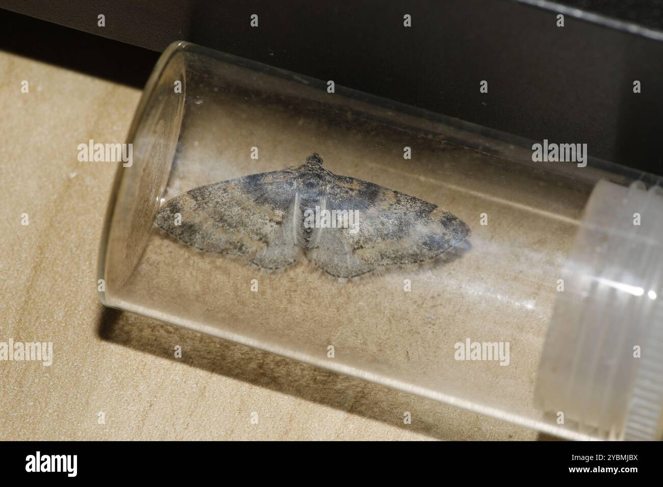 Lobophora hi-res stock photography and images - Alamy