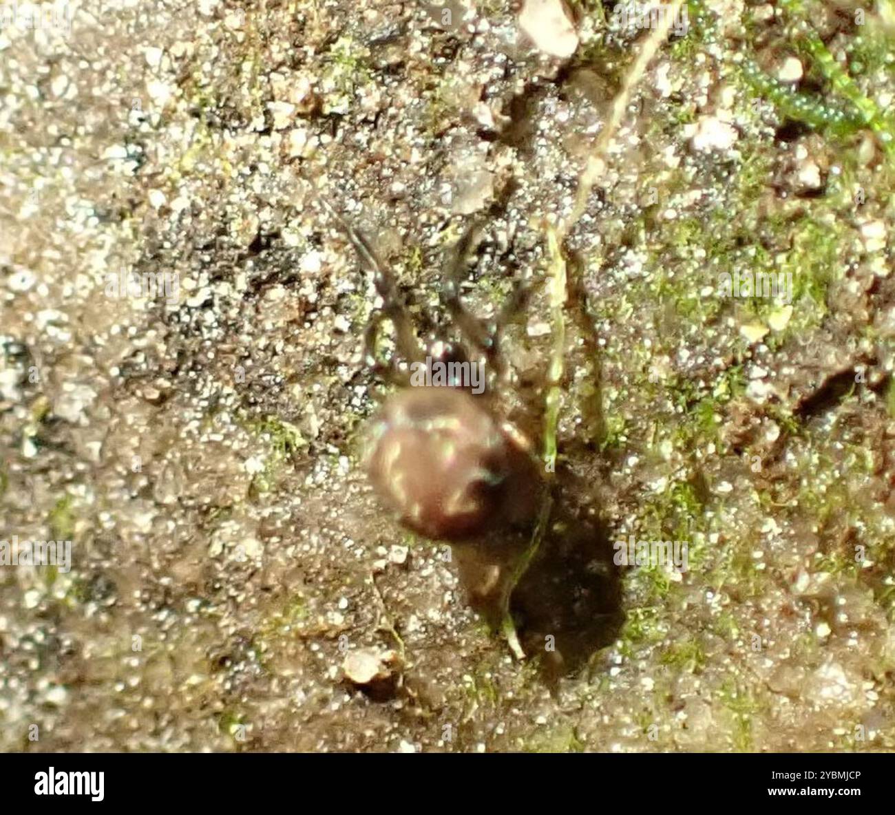 Comb-footed Spiders (Theridiidae) Arachnida Stock Photo - Alamy