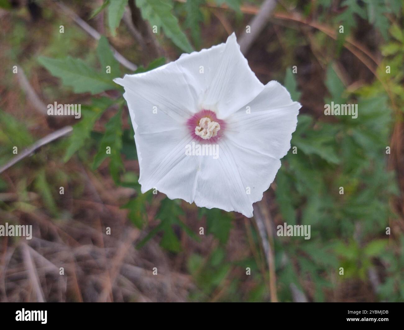 Alamo vine (Distimake dissectus) Plantae Stock Photo - Alamy