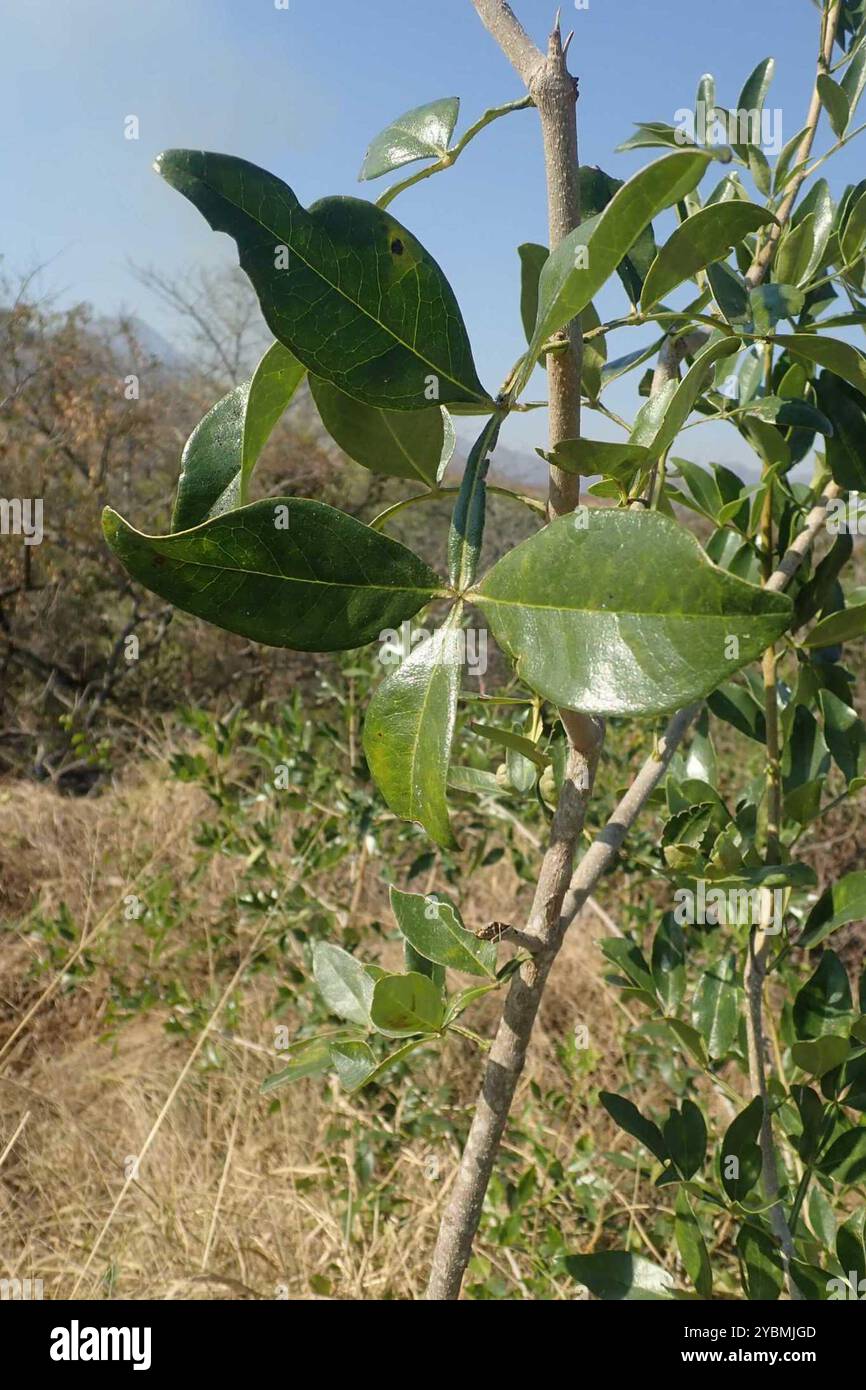 Wing-Leaved Wooden-Pea (Schrebera alata) Plantae Stock Photo - Alamy