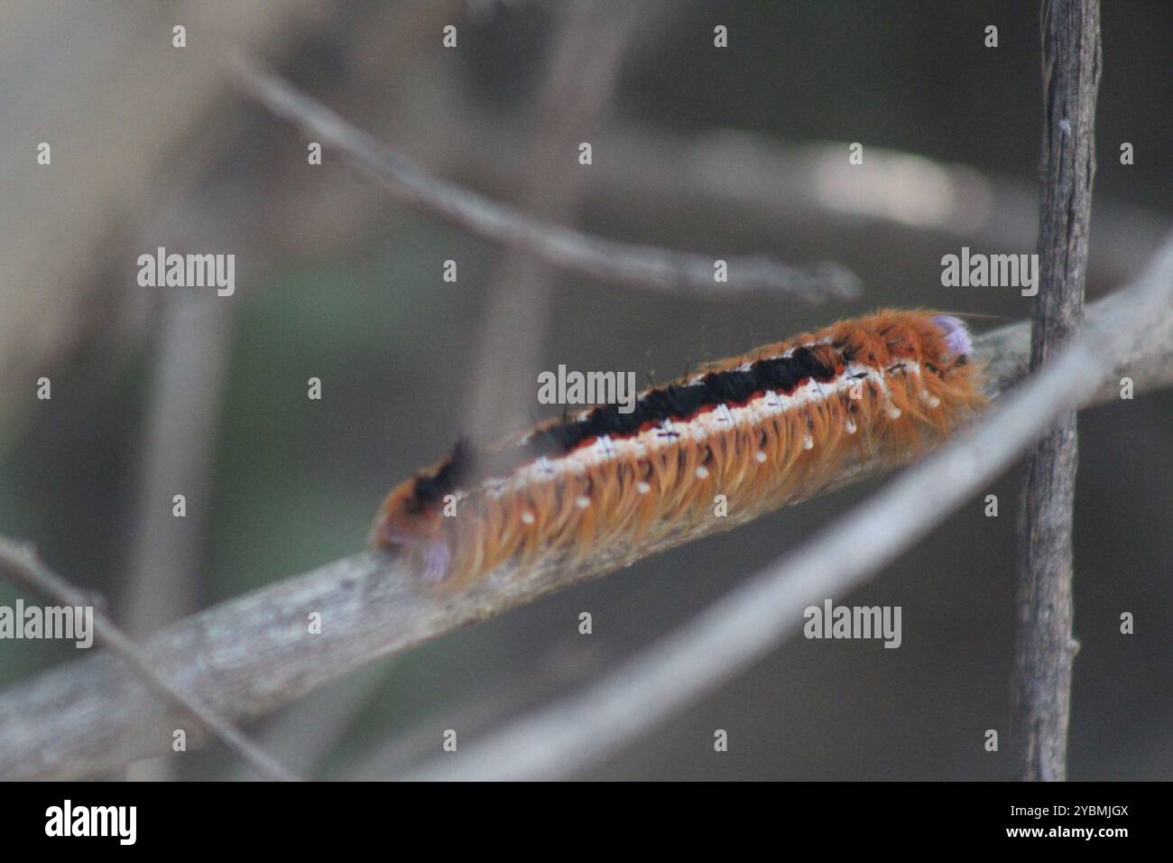 Cape Lappet (Eutricha capensis) Insecta Stock Photo - Alamy