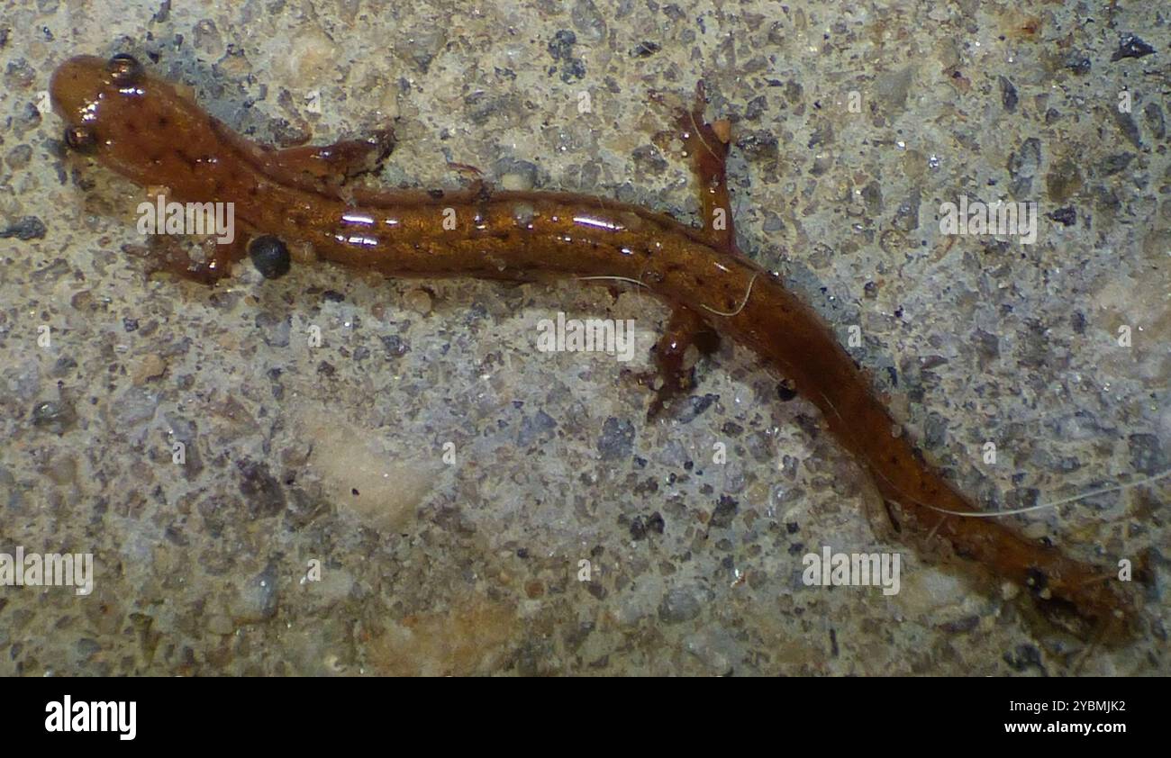 Chamberlain's Dwarf Salamander (Eurycea chamberlaini) Amphibia Stock ...