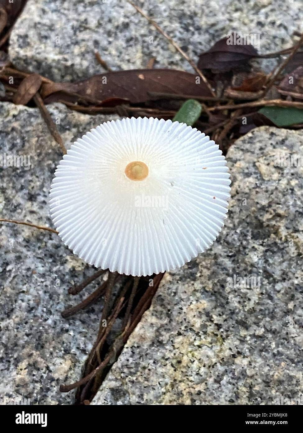 Fragile Dapperling (Leucocoprinus fragilissimus) Fungi Stock Photo - Alamy