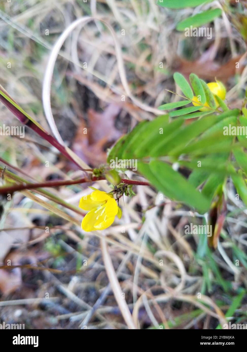 sensitive pea (Chamaecrista nictitans) Plantae Stock Photo - Alamy