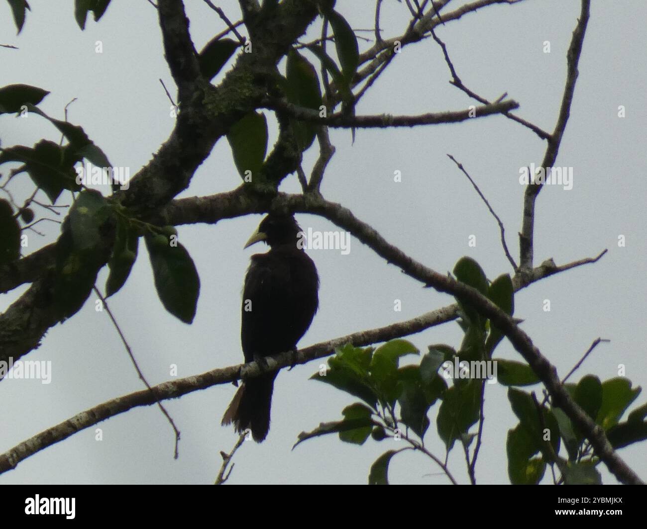 Red-rumped Cacique (Cacicus haemorrhous) Aves Stock Photo - Alamy