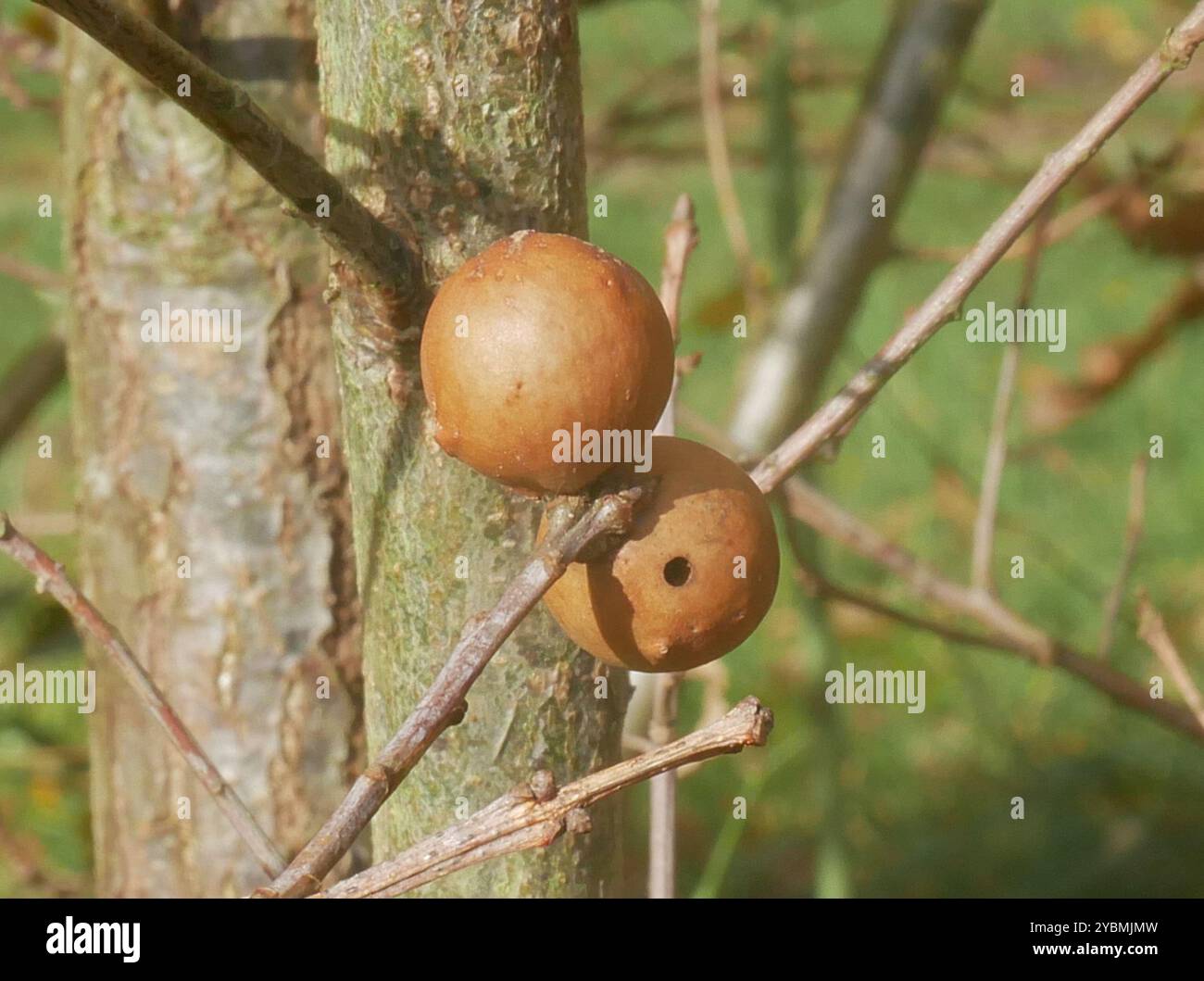 Oak Marble Gall Wasp (Andricus kollari) Insecta Stock Photo - Alamy