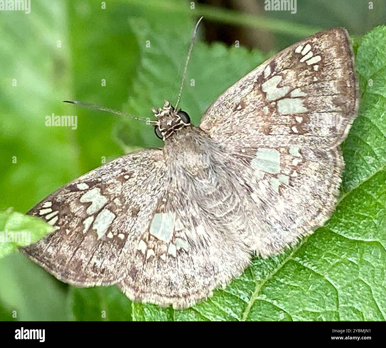 Glassy-winged Skipper (Xenophanes tryxus) Insecta Stock Photo - Alamy