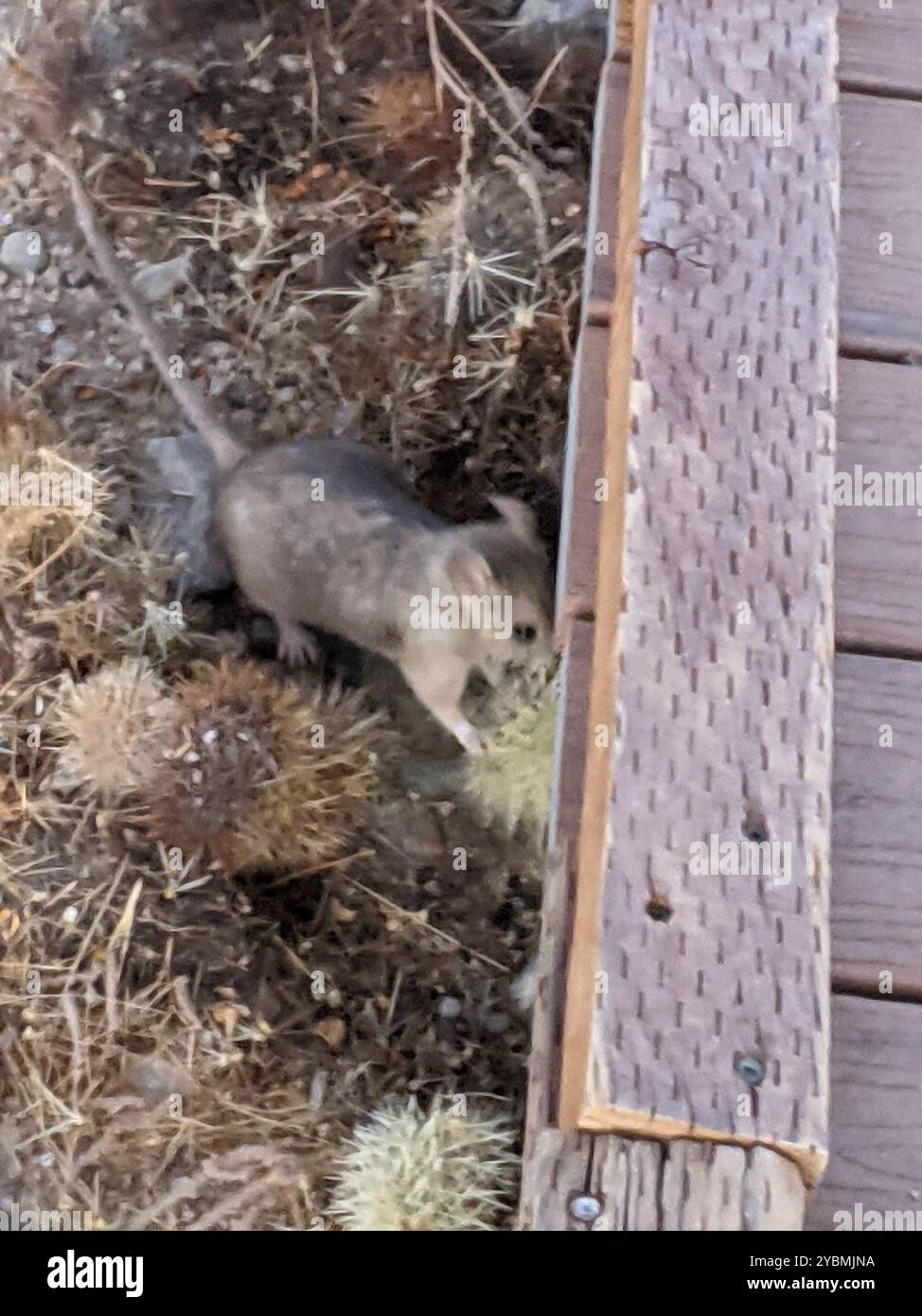 Desert Woodrat (Neotoma lepida) Mammalia Stock Photo - Alamy