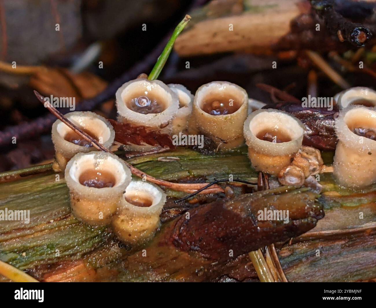 woolly bird's nest fungus (Nidula niveotomentosa) Fungi Stock Photo - Alamy