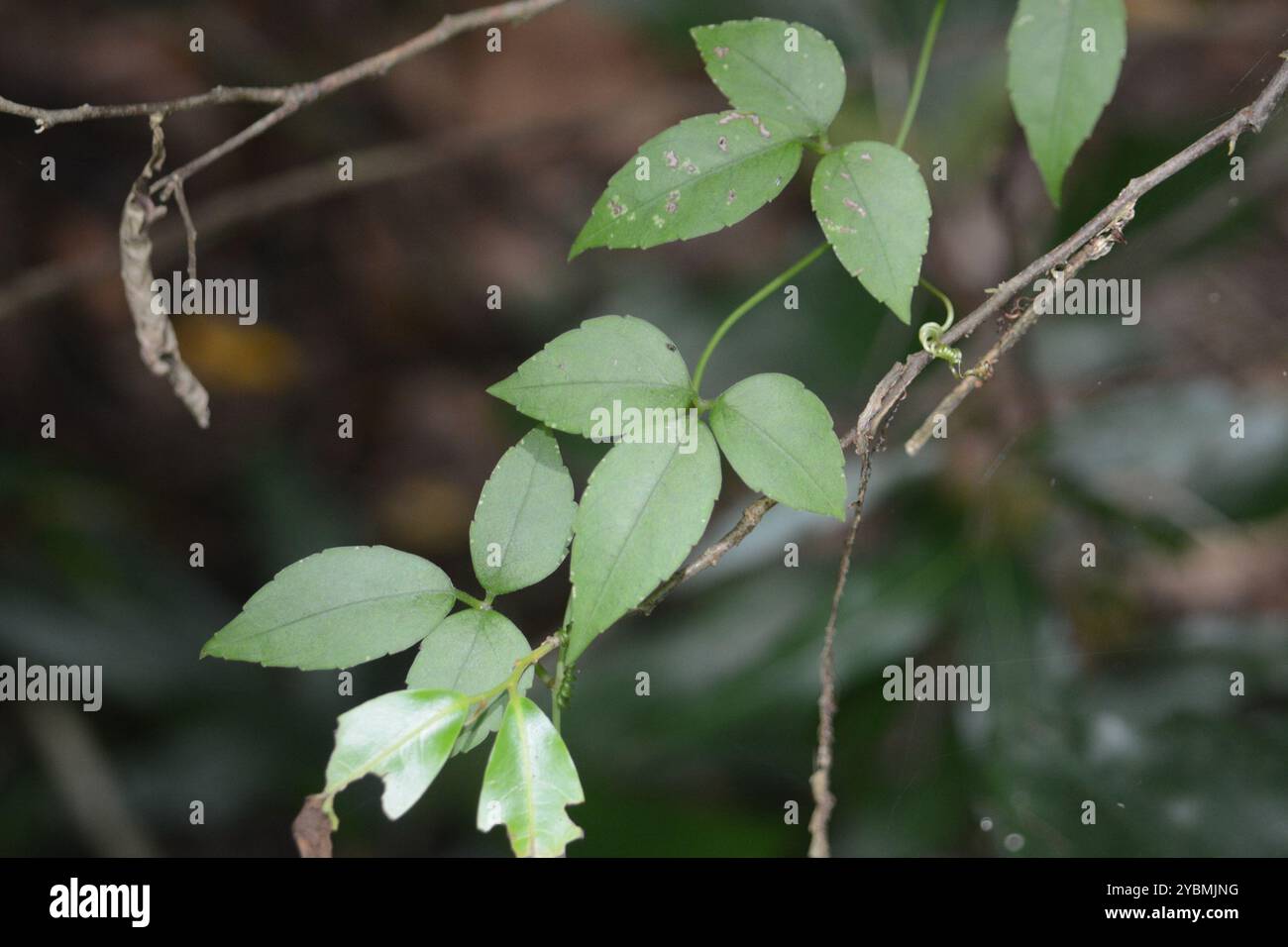 Three-Leaved Wild Vine (Causonis trifolia) Plantae Stock Photo - Alamy