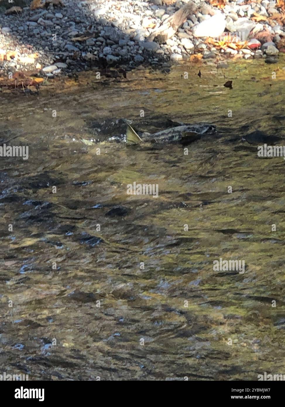 Pacific Salmons and Trouts (Oncorhynchus) Actinopterygii Stock Photo ...