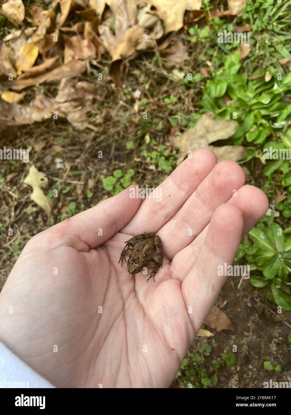Northern Cricket Frog (Acris crepitans) Amphibia Stock Photo - Alamy