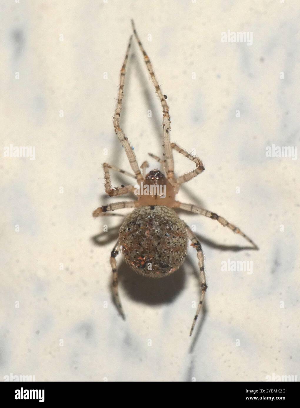 Comb-footed Spiders (Theridiidae) Arachnida Stock Photo - Alamy