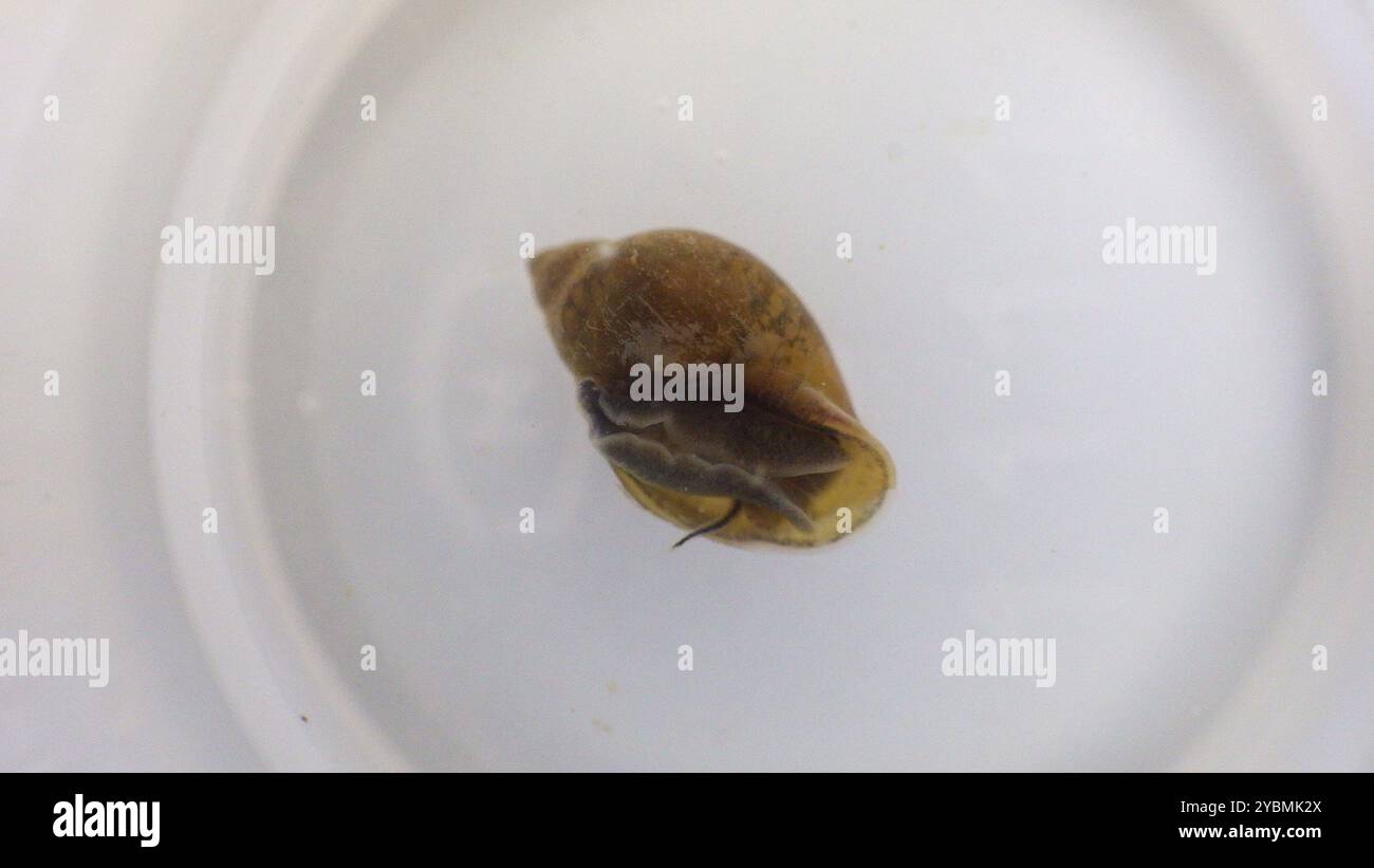 Bladder Snails (Physidae) Mollusca Stock Photo - Alamy