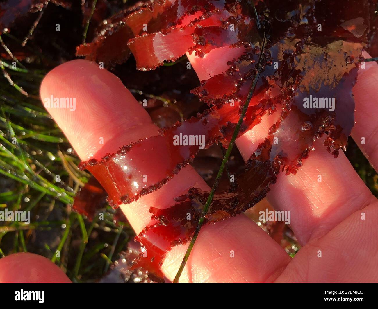 Grape Tongue (Cryptopleura ruprechtiana) Plantae Stock Photo - Alamy