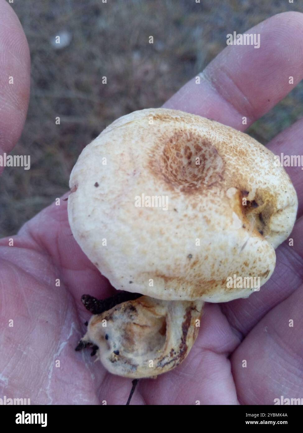 Deceptive Jack (Suillus decipiens) Fungi Stock Photo - Alamy