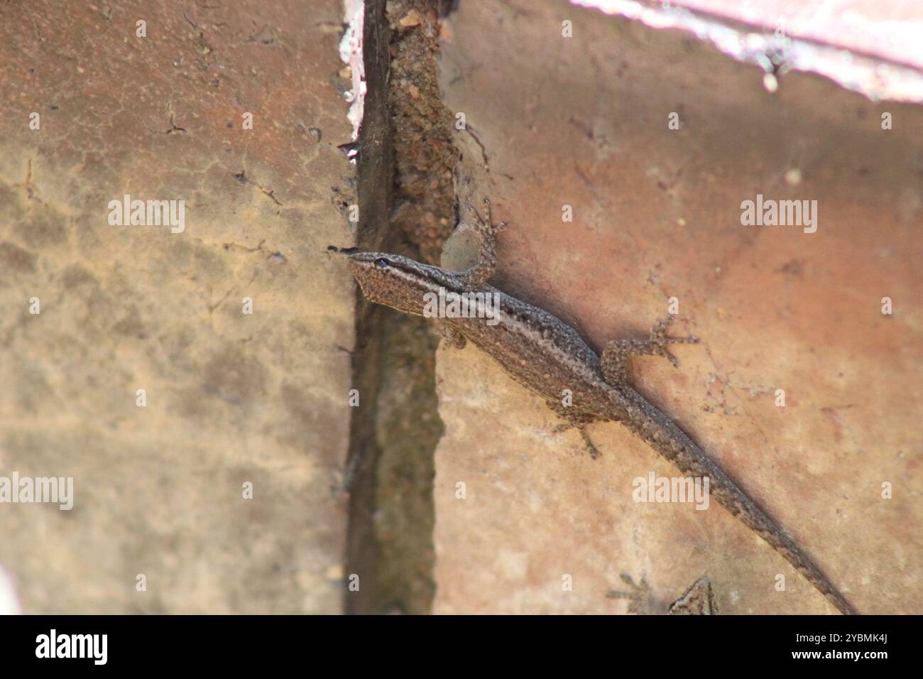 Common Dwarf Gecko (Lygodactylus capensis) Reptilia Stock Photo - Alamy