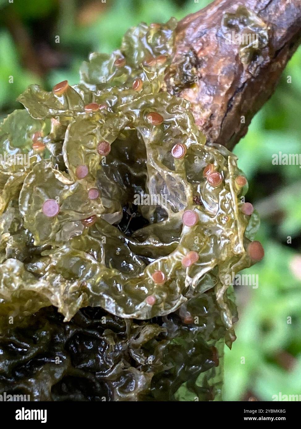 Tree Jelly Lichens (Collema) Fungi Stock Photo - Alamy