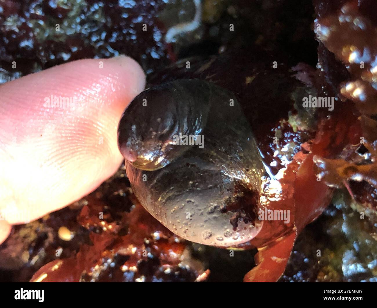 Hooked Slippersnail (Crepidula adunca) Mollusca Stock Photo - Alamy